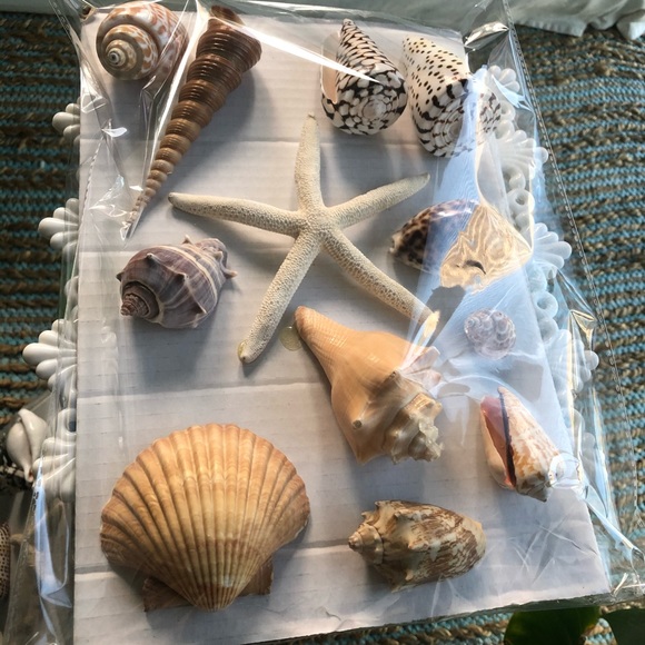 Accents | Brown White Sea Life Collector Seashell Lot | Poshmark